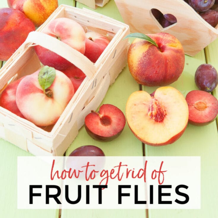 Easy Homemade Fruit Fly Trap | A Reinvented Mom